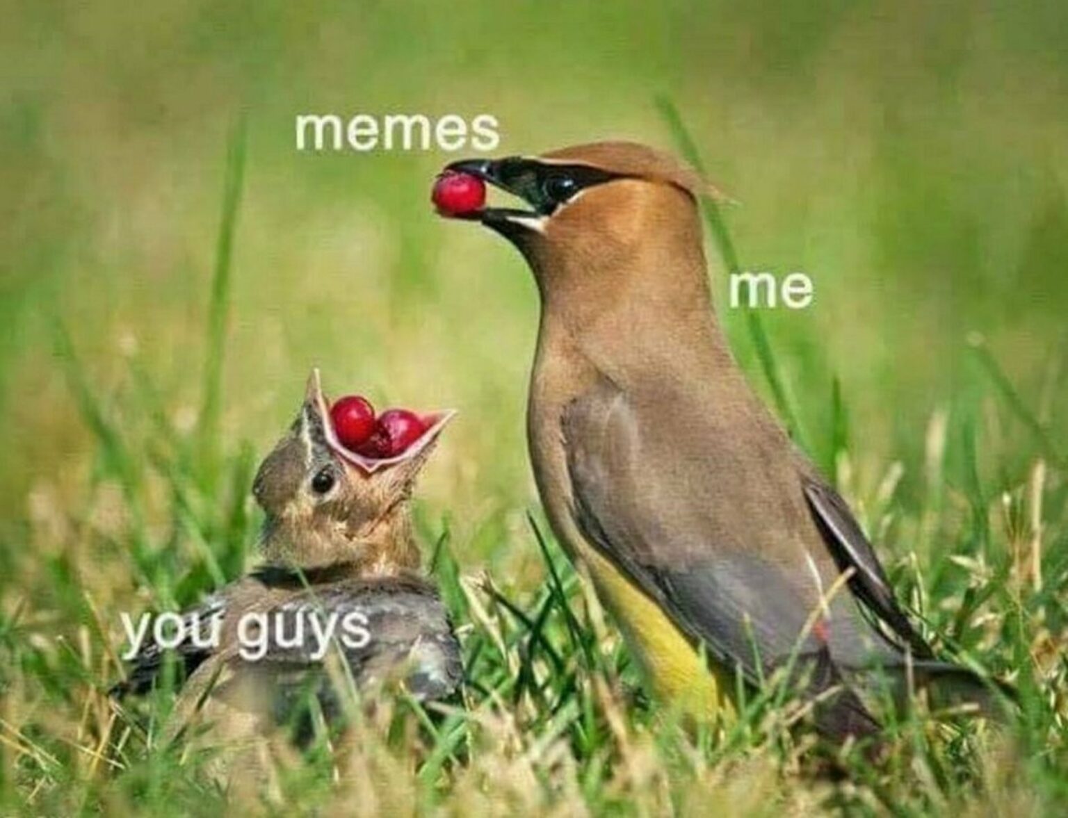 Memetic Monday: Ima Be Real Witchu – It’s Halsin’s Fault I’m Late Wid ...